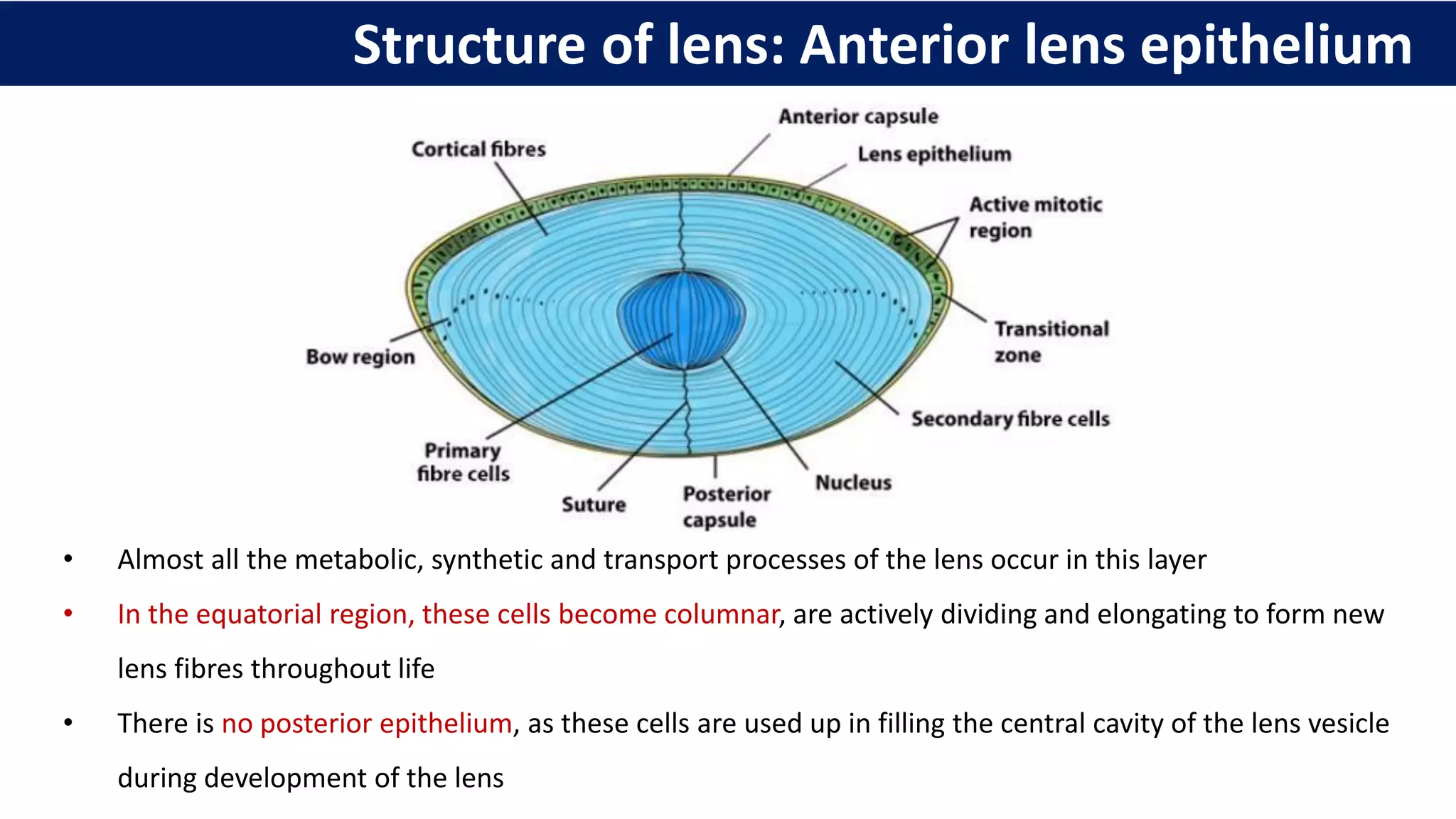 The Lens | PDF