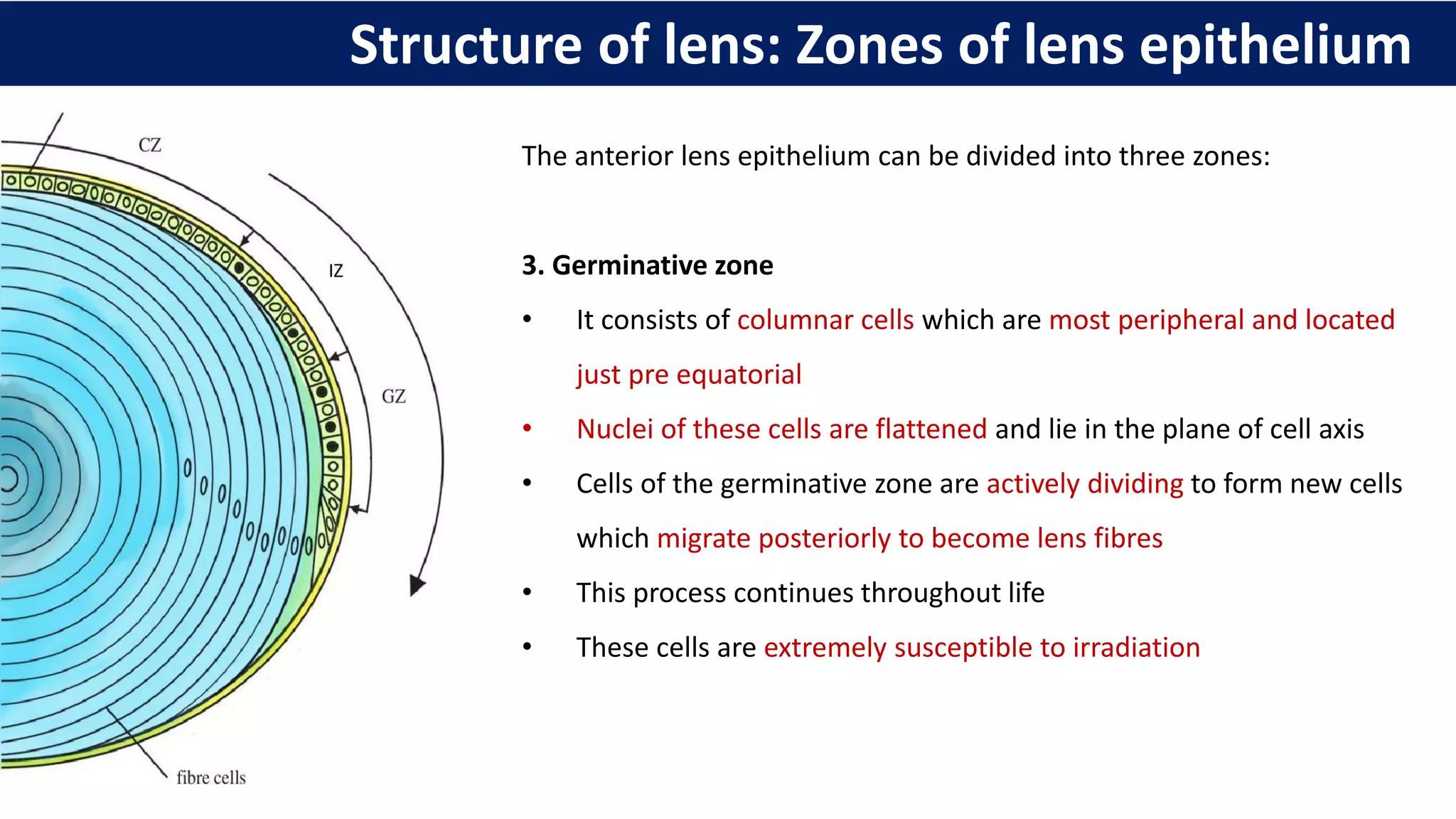 The Lens | PDF