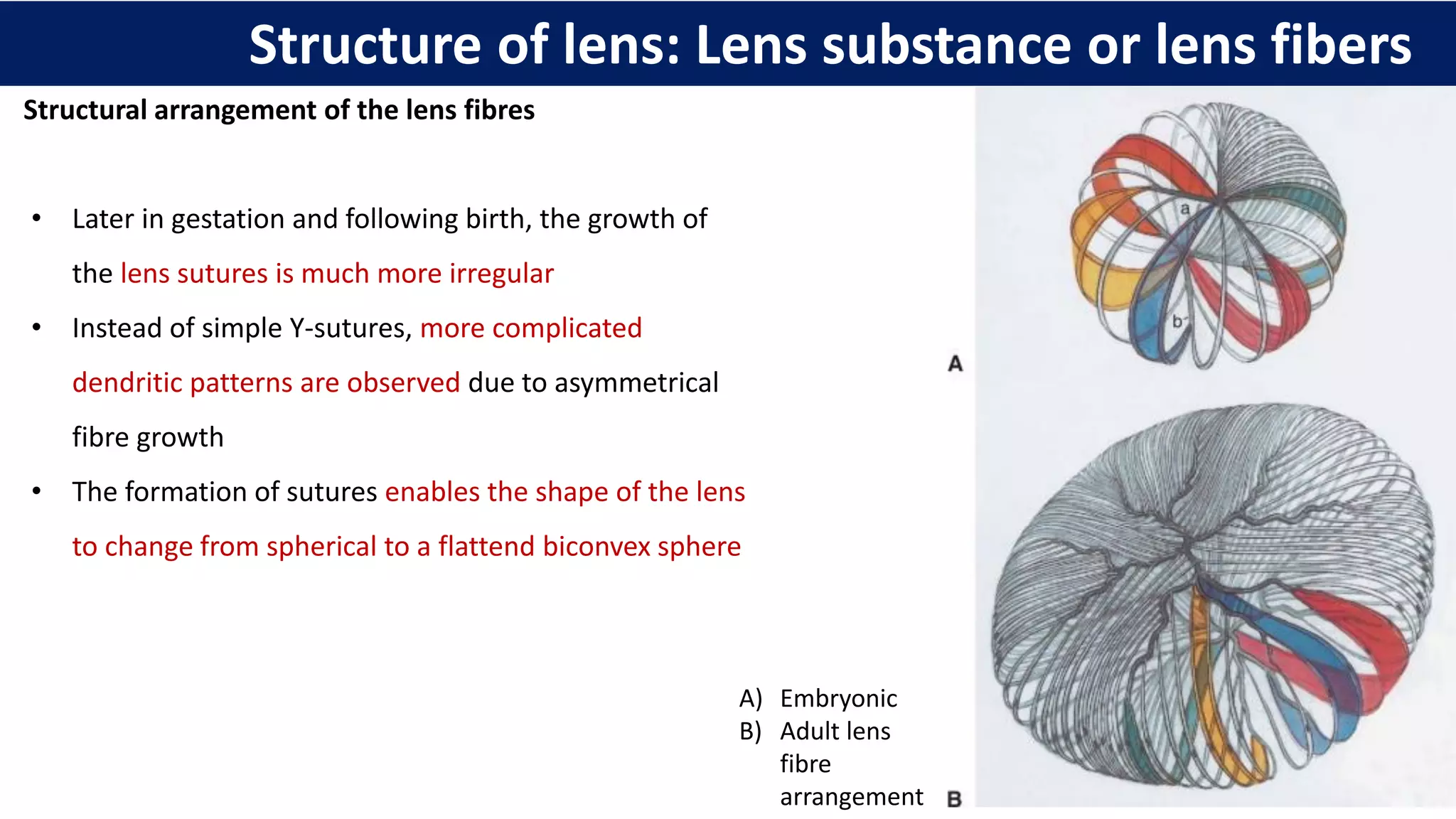 The Lens | PDF