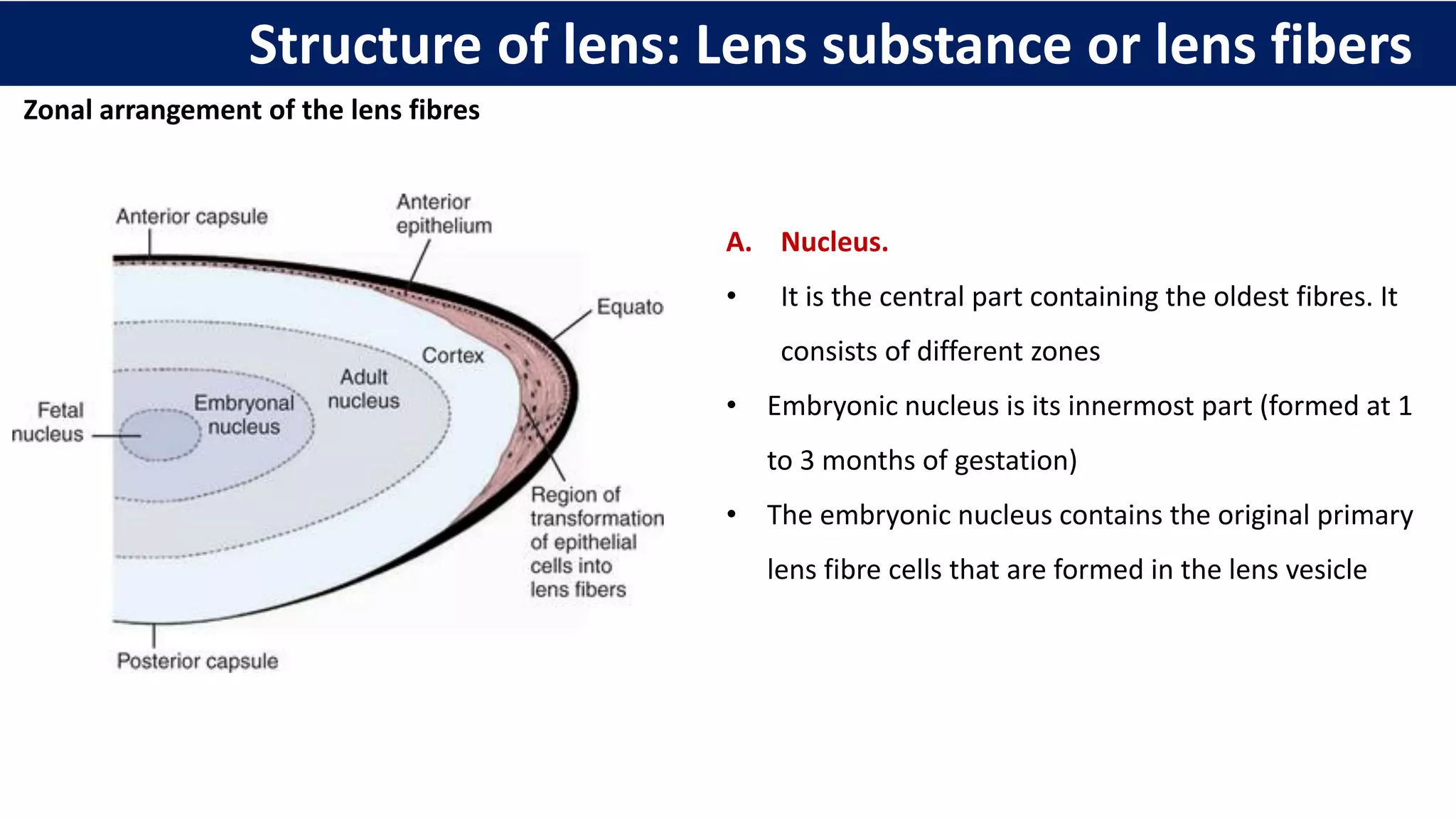 The Lens | PDF