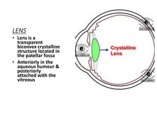 Lens | PPTX | Endocrine and Metabolic Diseases | Diseases and Conditions