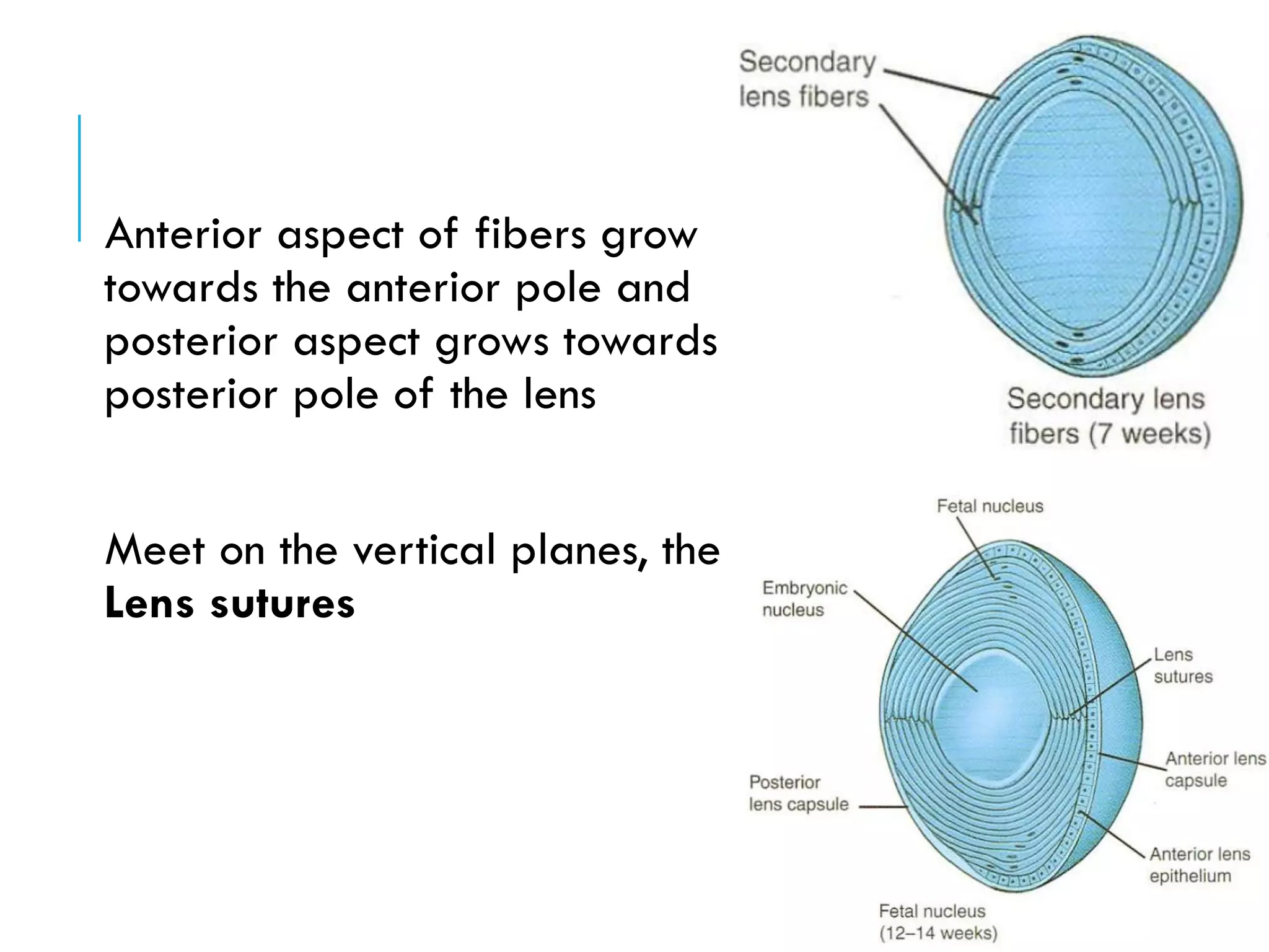 Crystalline Lens | PDF