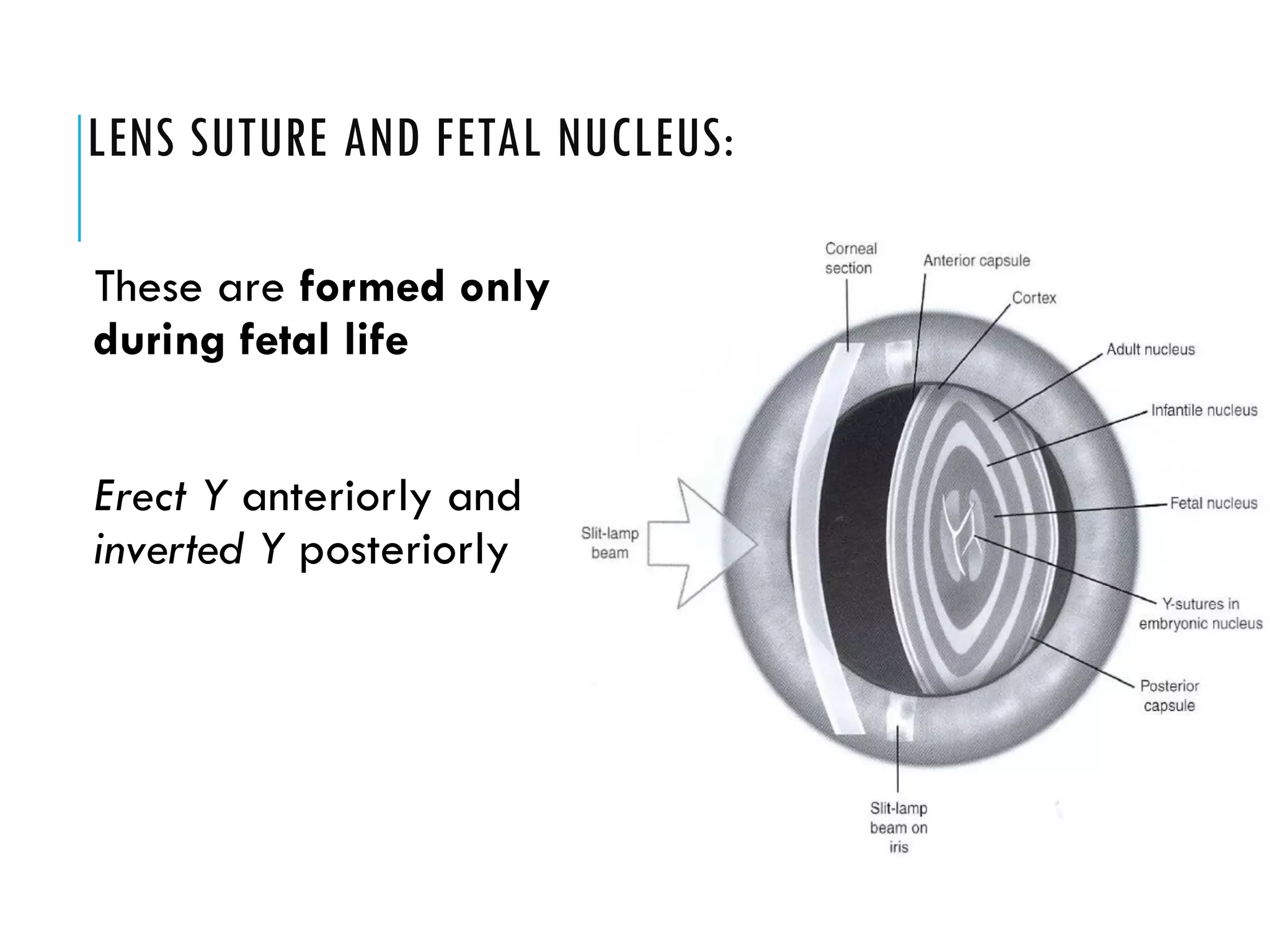 Crystalline Lens | PDF