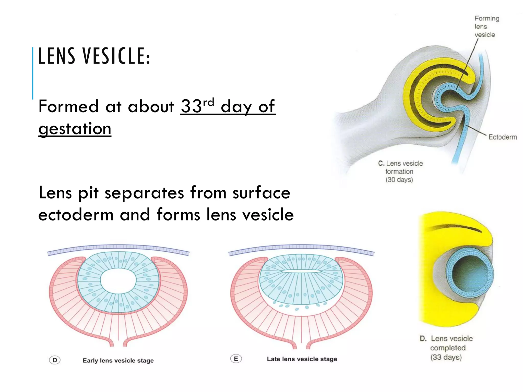 Crystalline Lens | PDF