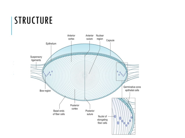 Crystalline Lens | PDF