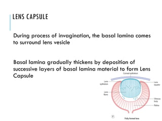Crystalline Lens | PDF