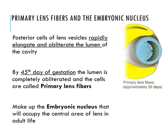 Crystalline Lens | PDF