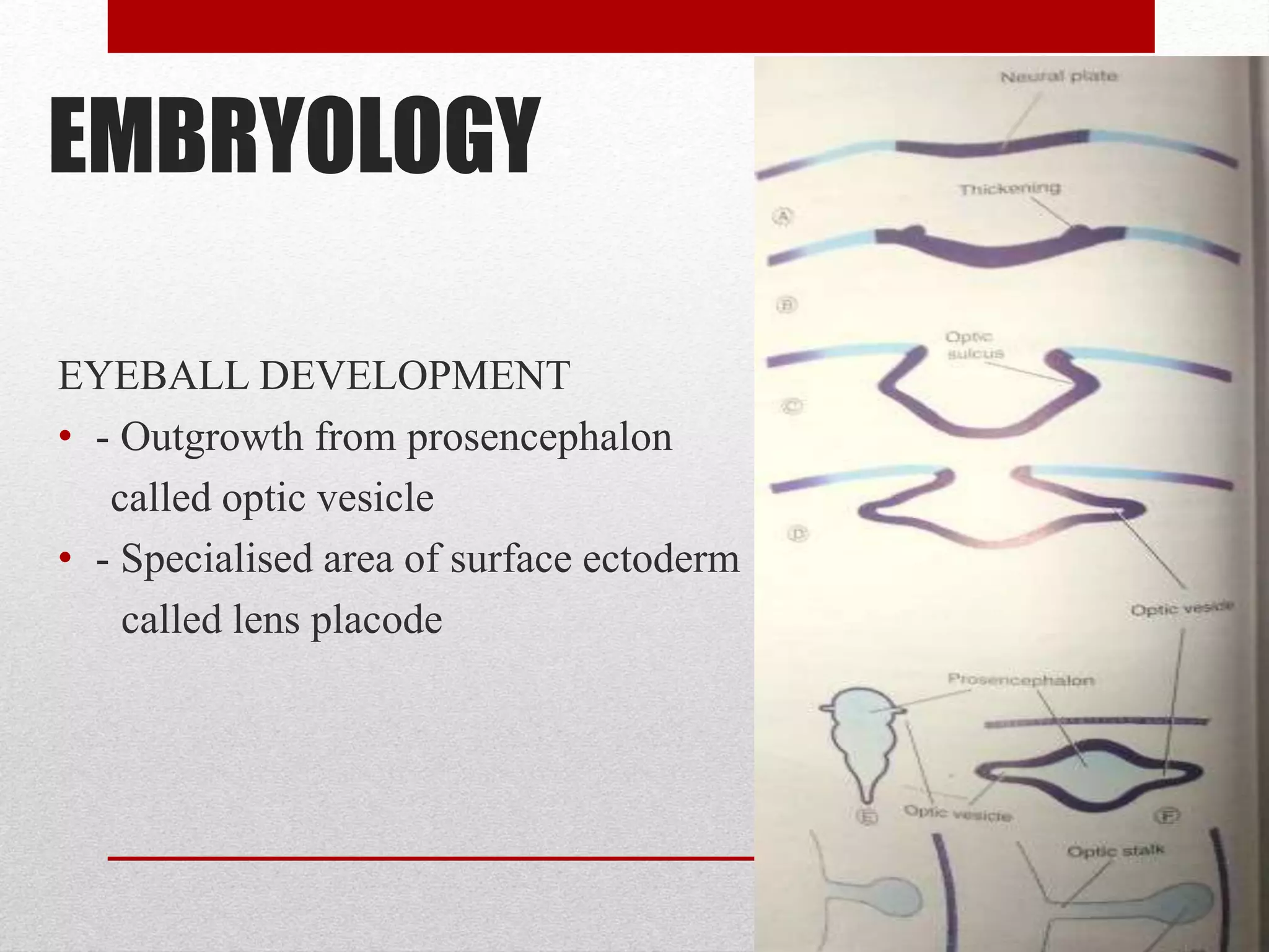 Lens – anatomy and physiology | PPTX