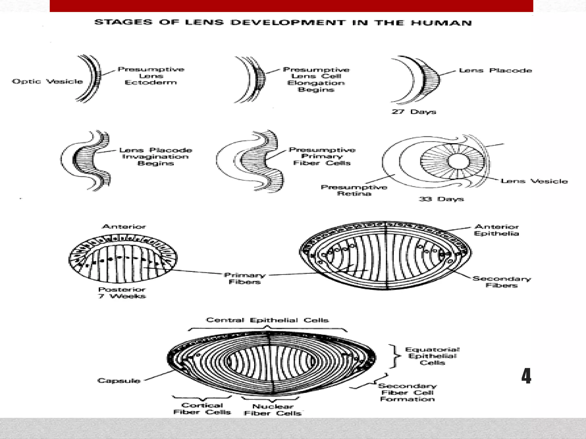 Lens – anatomy and physiology | PPTX