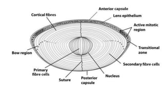 Lens and cataract | PPTX