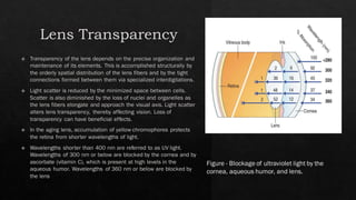 Crystaline lens Biochemistry- Ocular Biochemistry | PDF