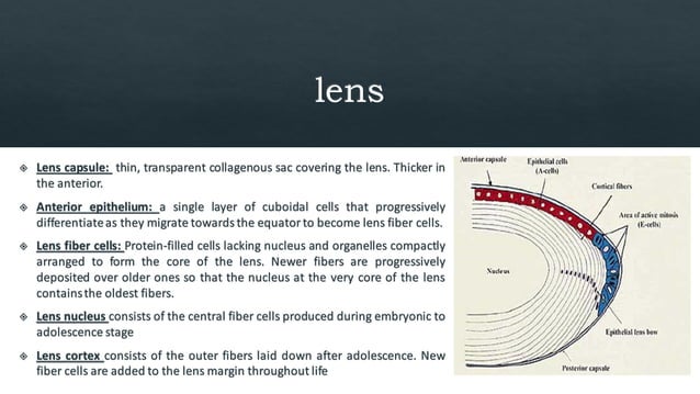 Crystaline lens Biochemistry- Ocular Biochemistry | PPT