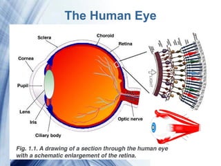 Light, Lenses & the Human Eye | PPT