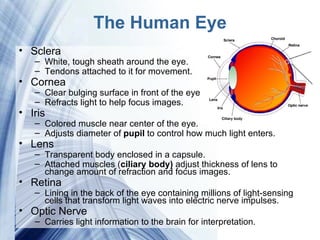 Light, Lenses & the Human Eye | PPT