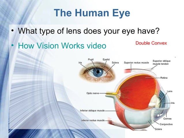 Light, Lenses & the Human Eye | PPT