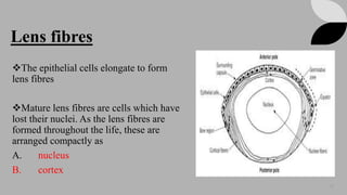 LENS AND VITEROUS ANATOMY .pptx