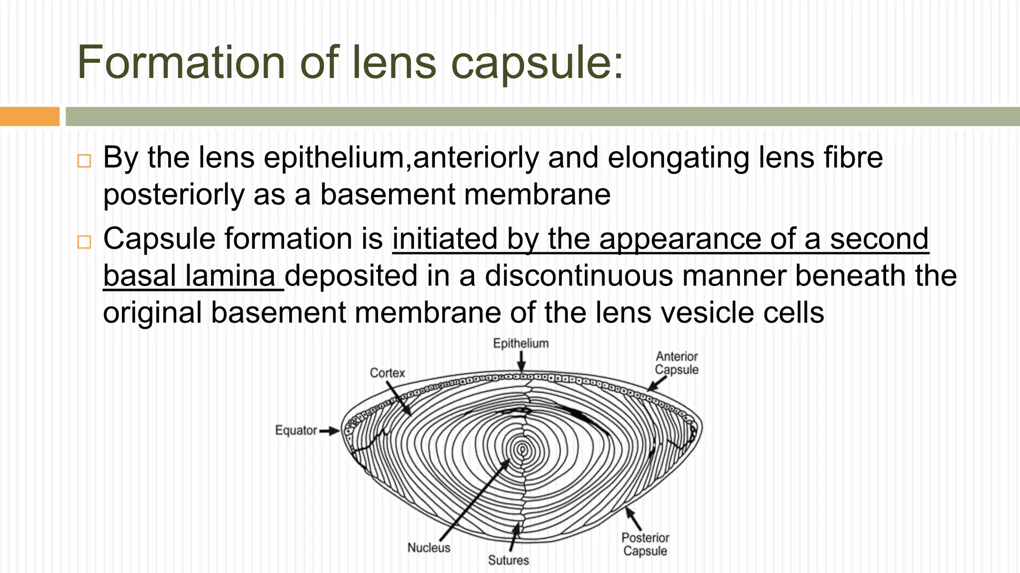 Anatomy and physiology of lens | PPTX | Eye and Vision Conditions ...