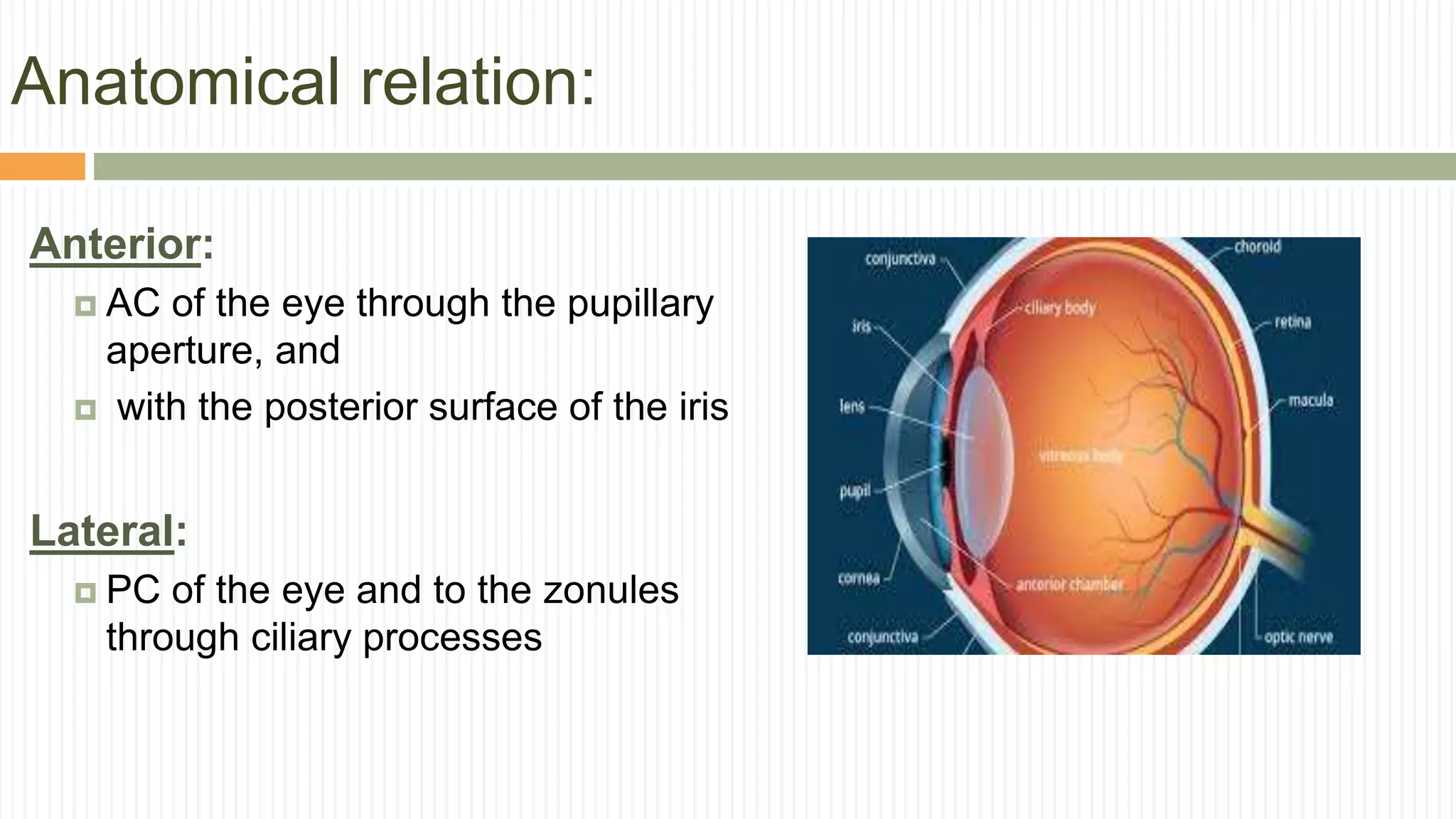 Anatomy and physiology of lens | PPTX