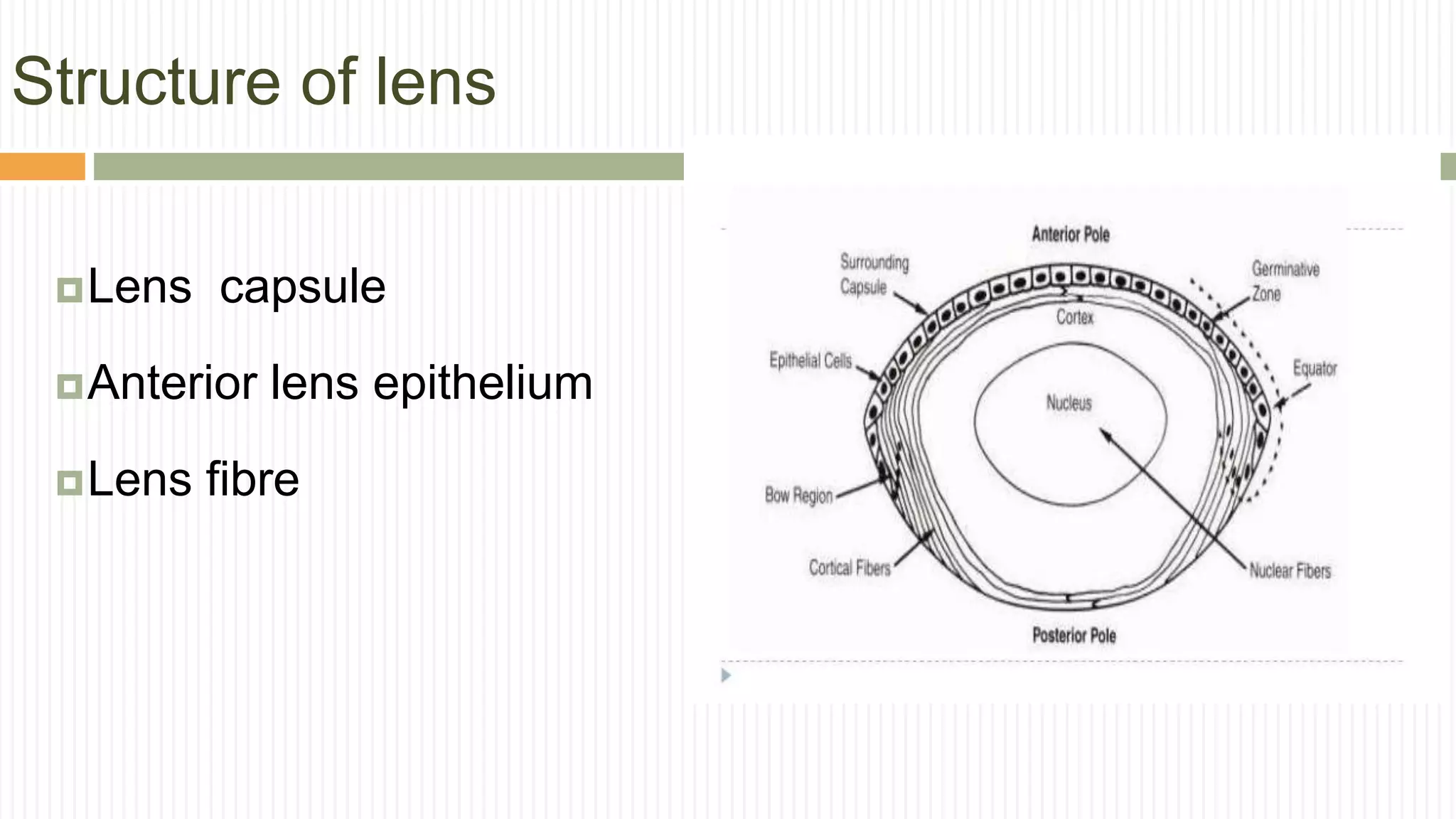 Anatomy and physiology of lens | PPTX | Eye and Vision Conditions ...