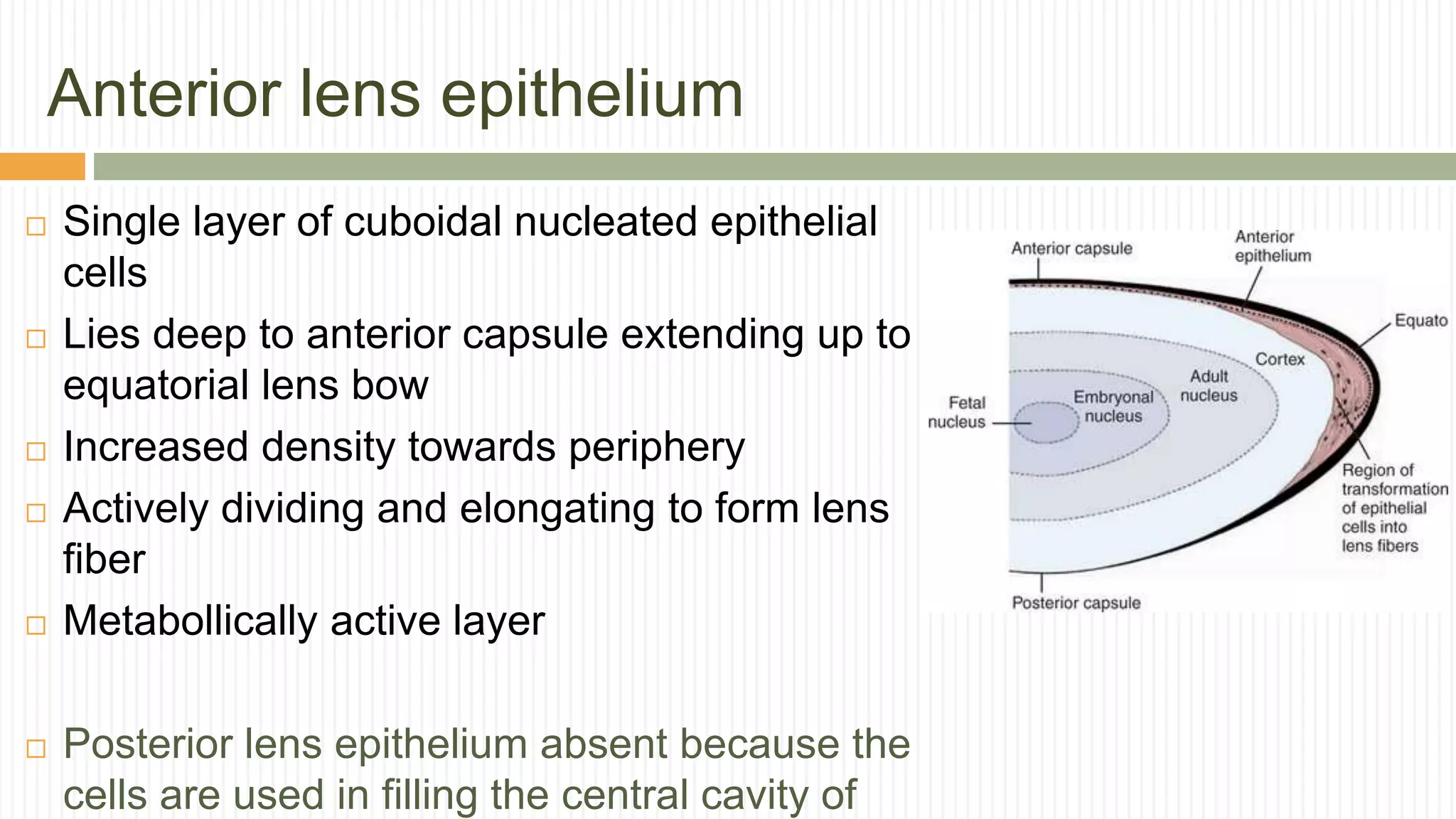 Anatomy and physiology of lens | PPTX