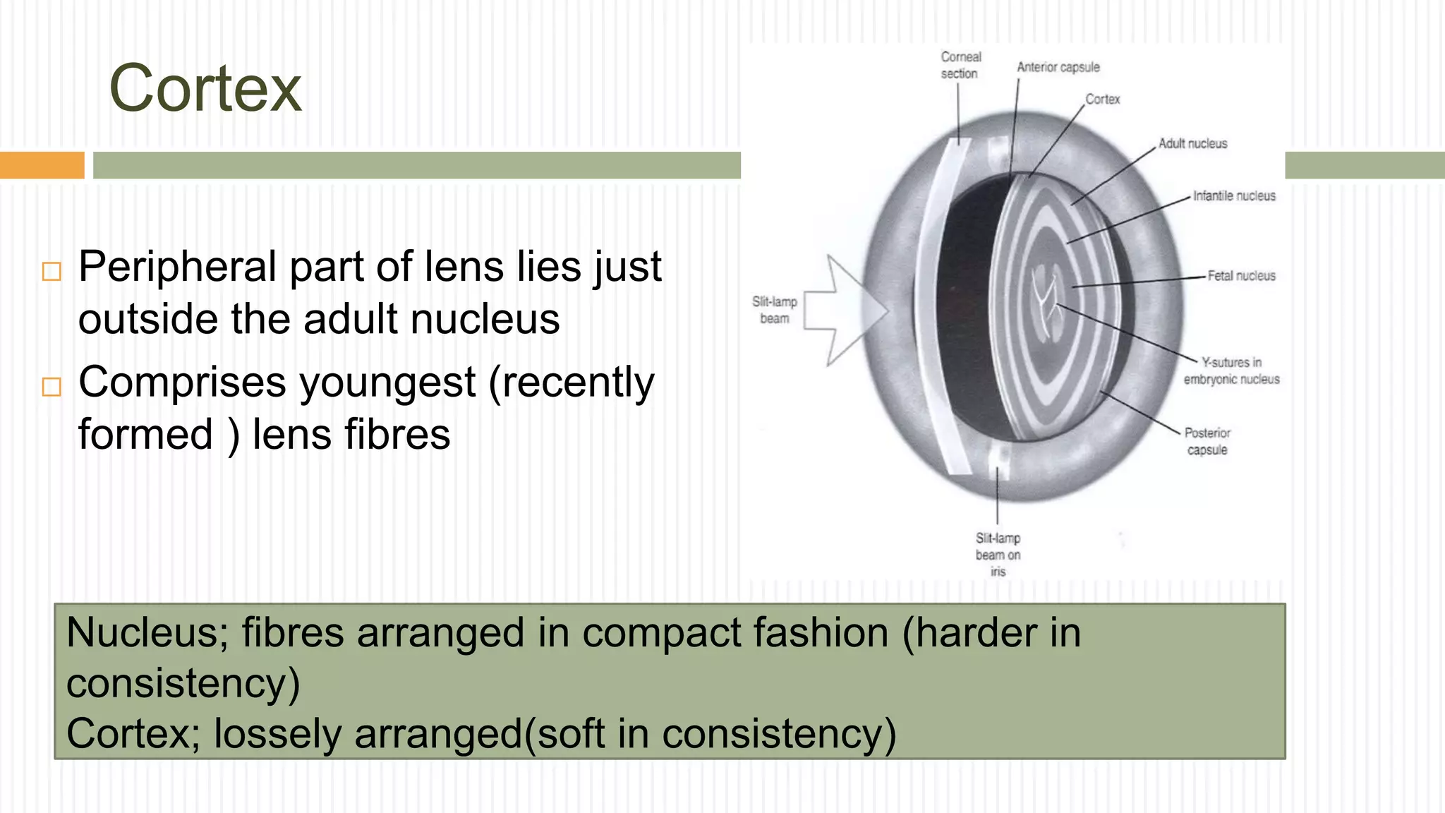 Anatomy and physiology of lens | PPTX