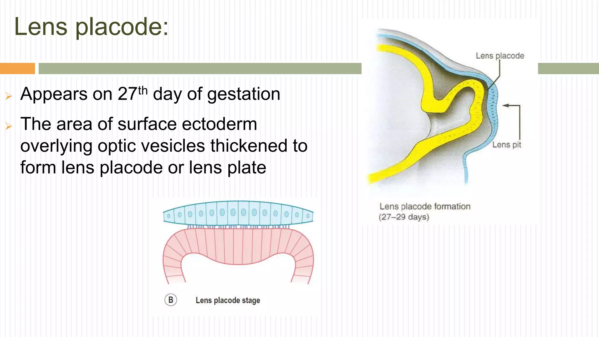 Anatomy and physiology of lens | PPTX