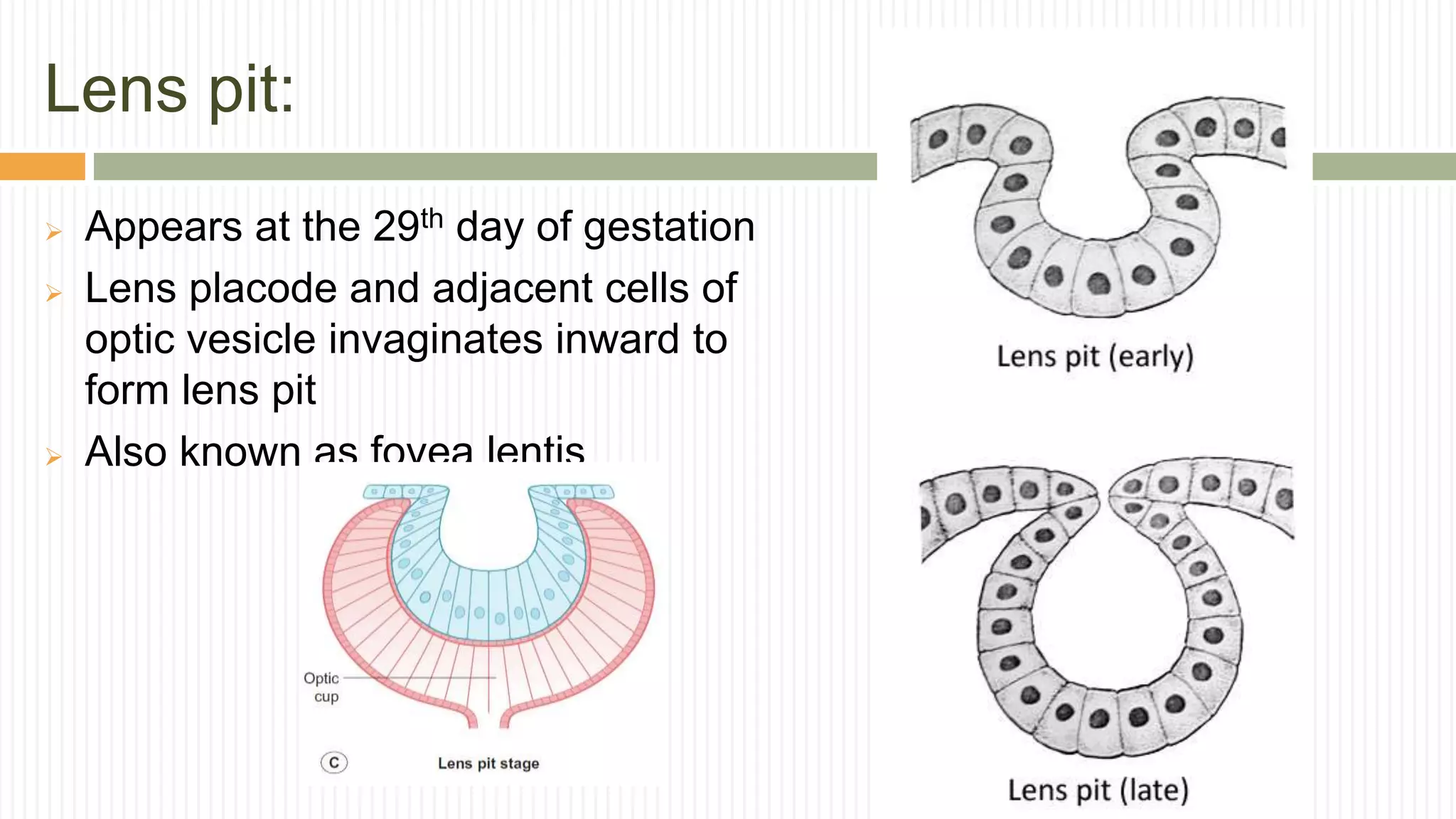 Anatomy and physiology of lens | PPTX