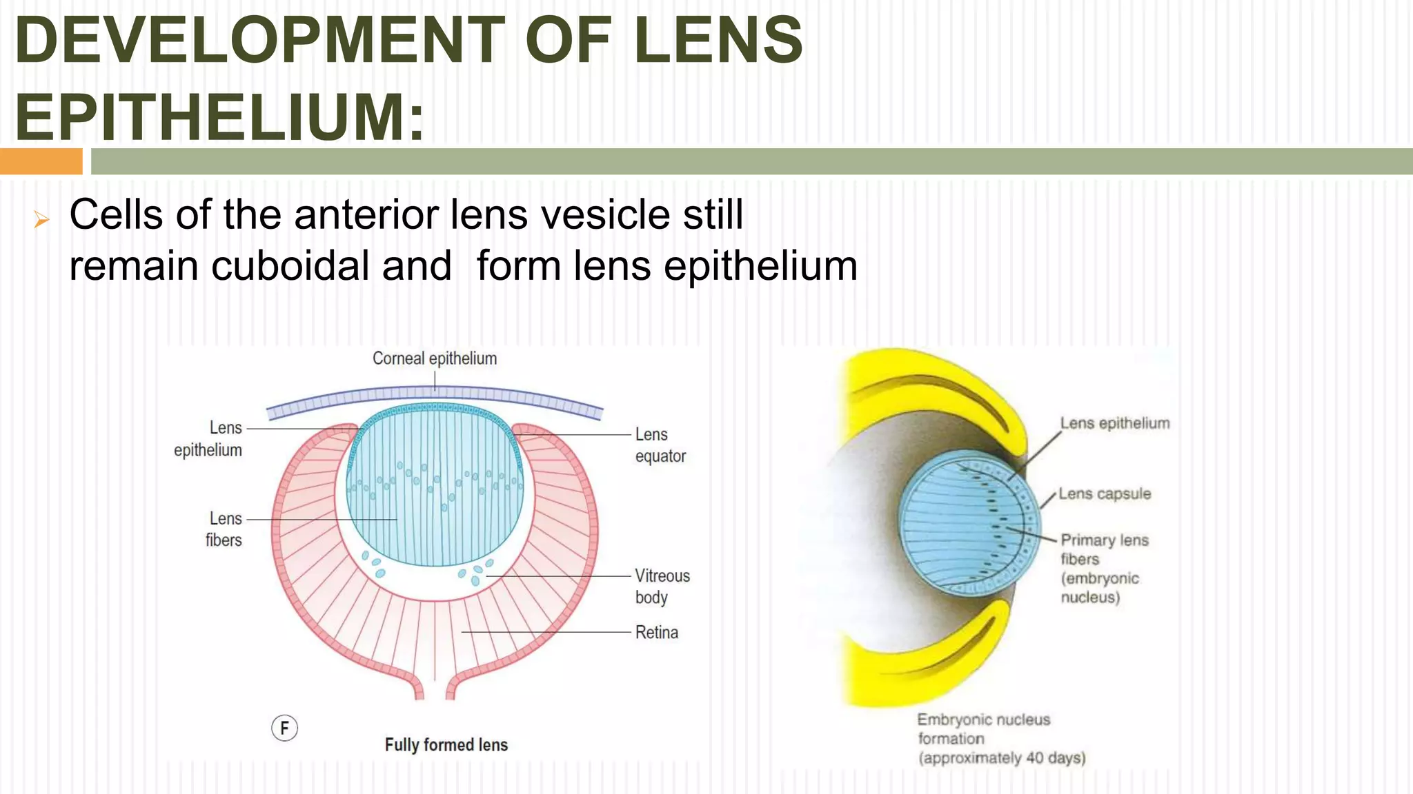 Anatomy and physiology of lens | PPTX