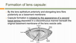 Anatomy and physiology of lens | PPTX