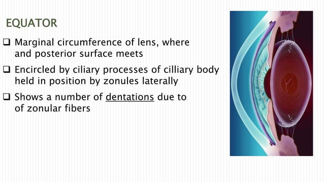 Anatomy and physiology of lens | PPTX | Eye and Vision Conditions ...