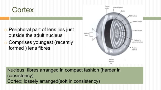 Anatomy and physiology of lens | PPTX | Eye and Vision Conditions ...
