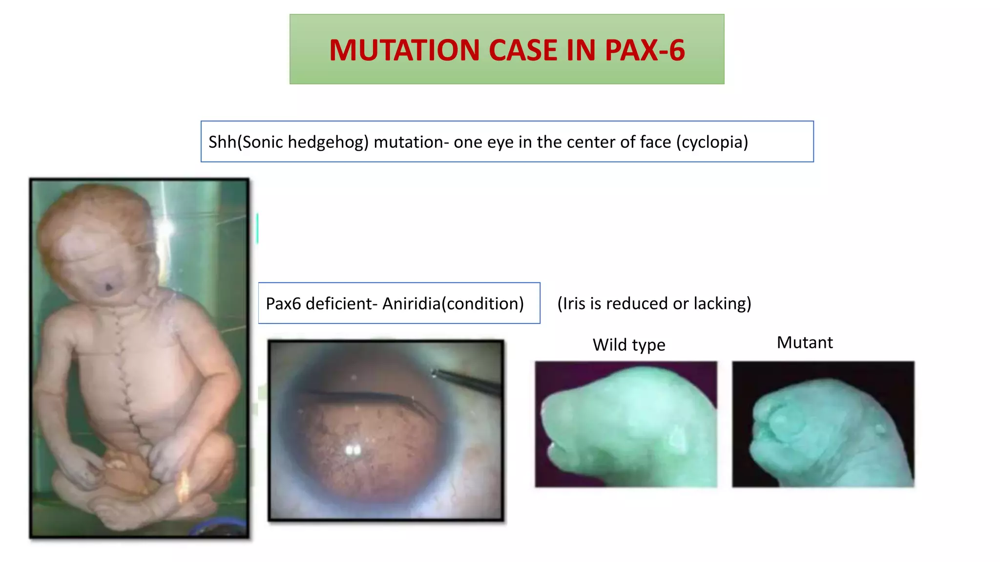 LENS INDUCTION IN XENOPUS.pptx