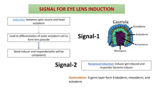 LENS INDUCTION IN XENOPUS.pptx