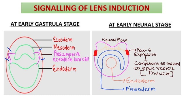 LENS INDUCTION IN XENOPUS.pptx