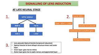 LENS INDUCTION IN XENOPUS.pptx