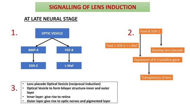 LENS INDUCTION IN XENOPUS.pptx