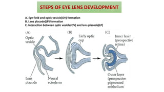 LENS INDUCTION IN XENOPUS.pptx