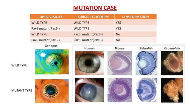 LENS INDUCTION IN XENOPUS.pptx