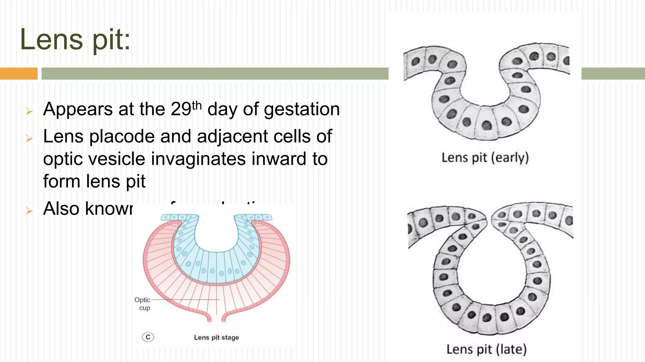 Lens anatomy and physiology with clinical correlation | PPTX