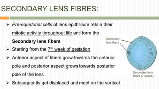 Lens anatomy and physiology with clinical correlation | PPTX