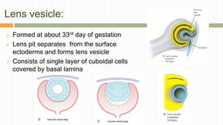 Lens anatomy and physiology with clinical correlation | PPTX