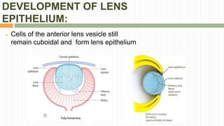 Lens anatomy and physiology with clinical correlation | PPTX