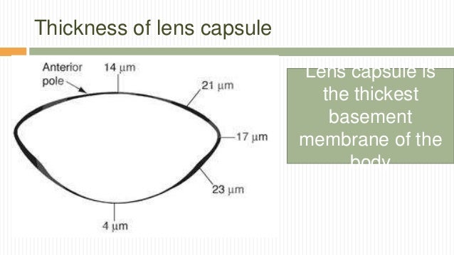 Lens anatomy and physiology with clinical correlation