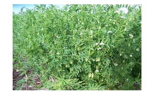 LENTIL - 1 crop production technology .pdf | Agriculture | Industries