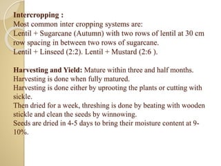 Lentil.....pptx Detail cultivation practices of lentil | PPTX