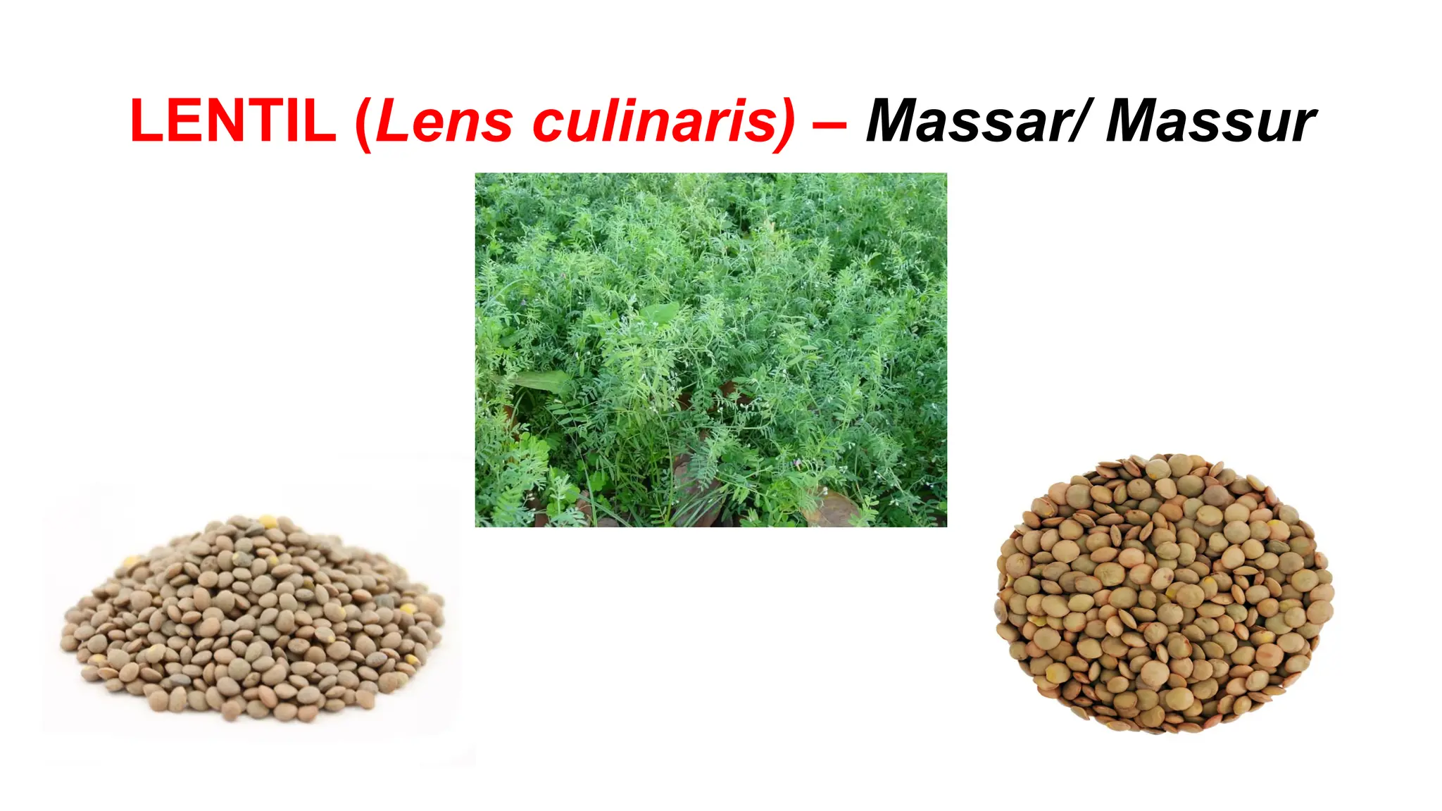 Lentil.pptx . . . . .. | PPTX