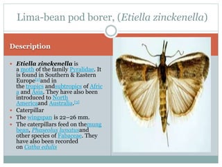 Lentil crop insects A Lecture By Mr Allah Dad Khan | PPTX
