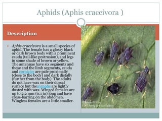 Lentil crop insects A Lecture By Mr Allah Dad Khan | PPTX