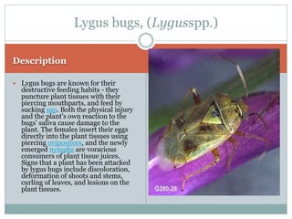 Lentil crop insects A Lecture By Mr Allah Dad Khan | PPTX
