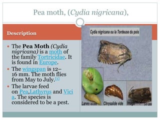 Lentil crop insects A Lecture By Mr Allah Dad Khan | PPTX